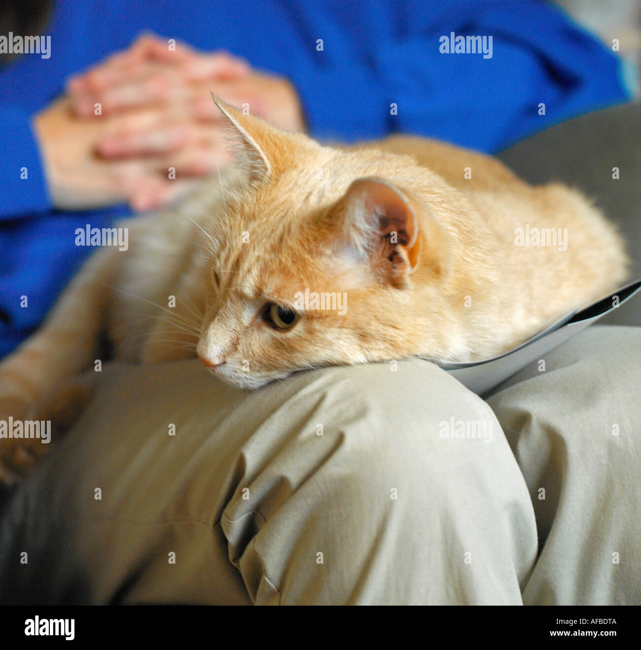 Woman lap cat tabby hi-res stock photography and images - Alamy