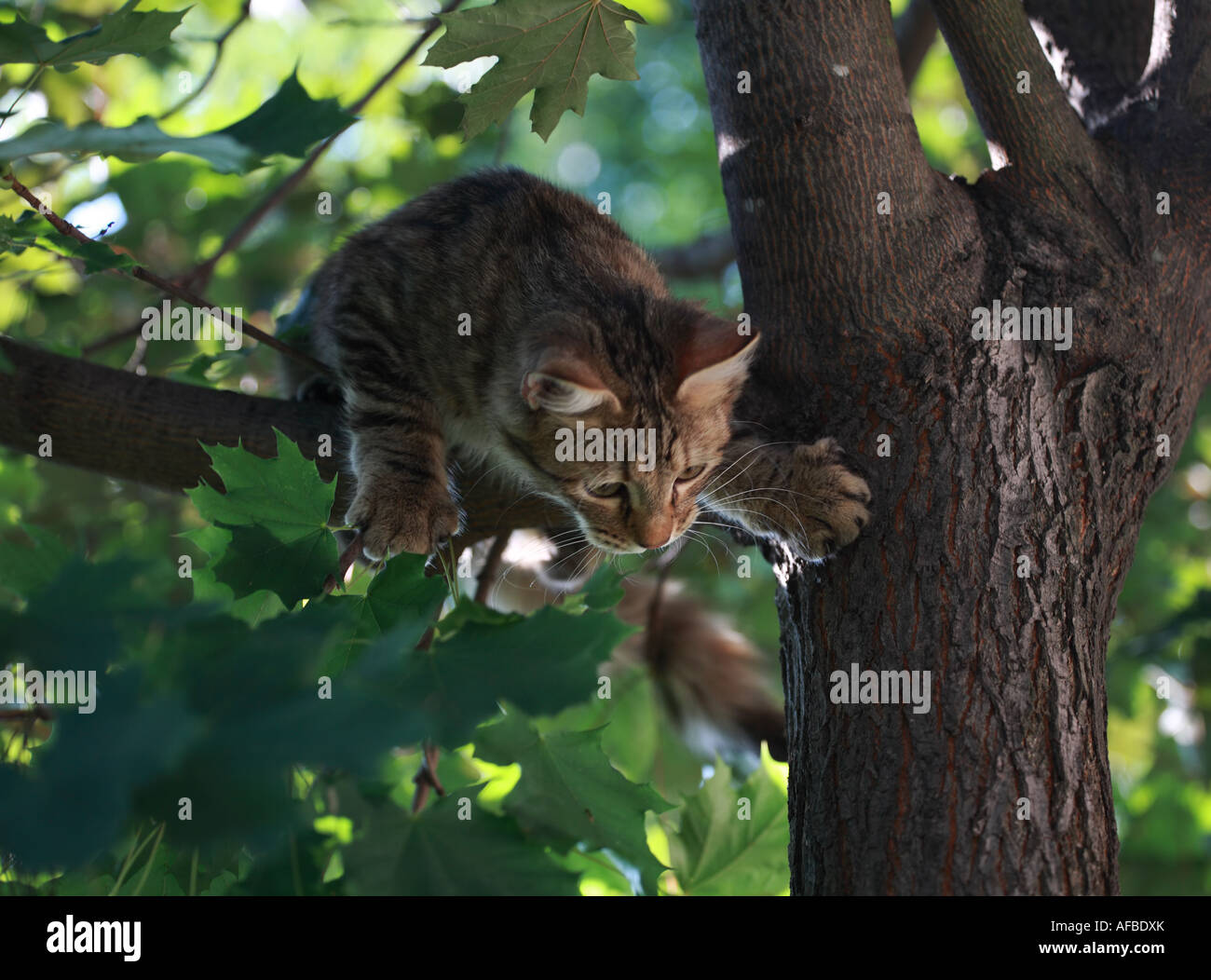 domestic little cat on tree Stock Photo - Alamy