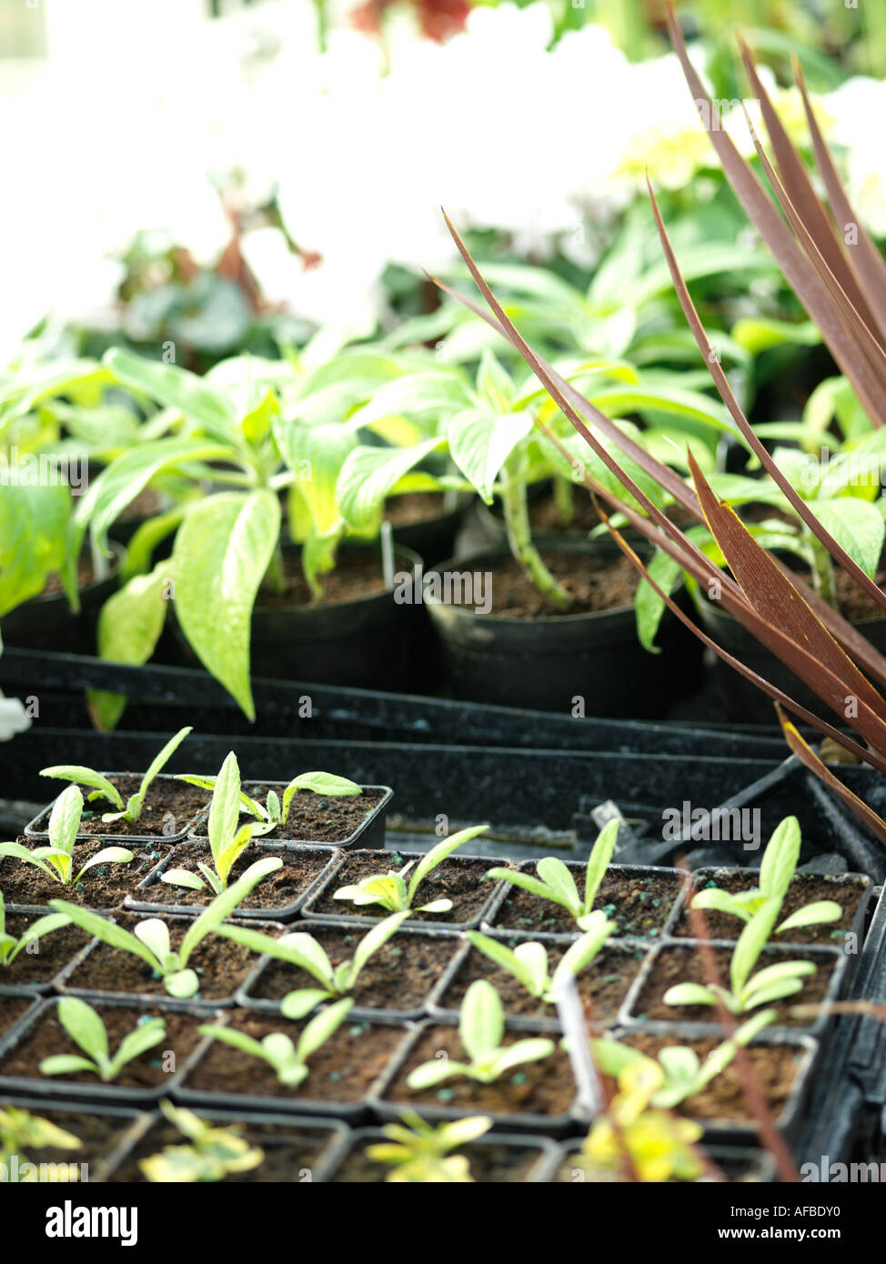 Soil plant shoot hi-res stock photography and images - Alamy