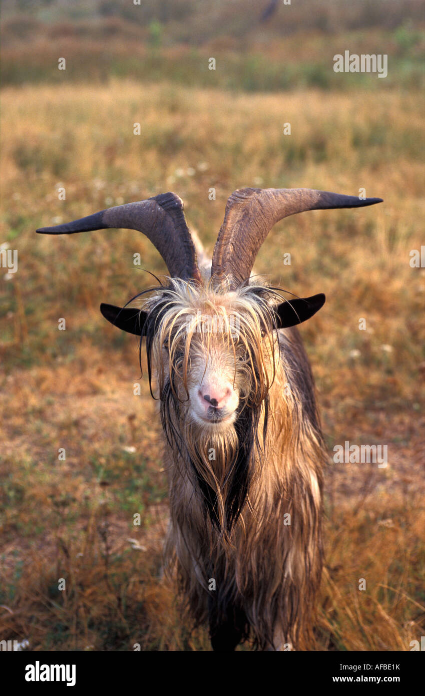 Netherlands Blaricum Goat standing on land. Name rase: Dutch Country ...