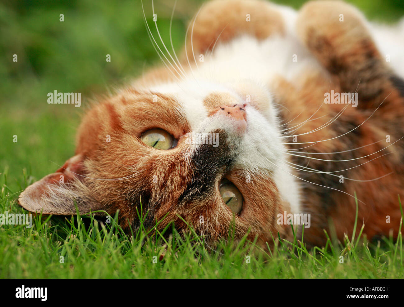 Pet cat looking into the lens Stock Photo - Alamy