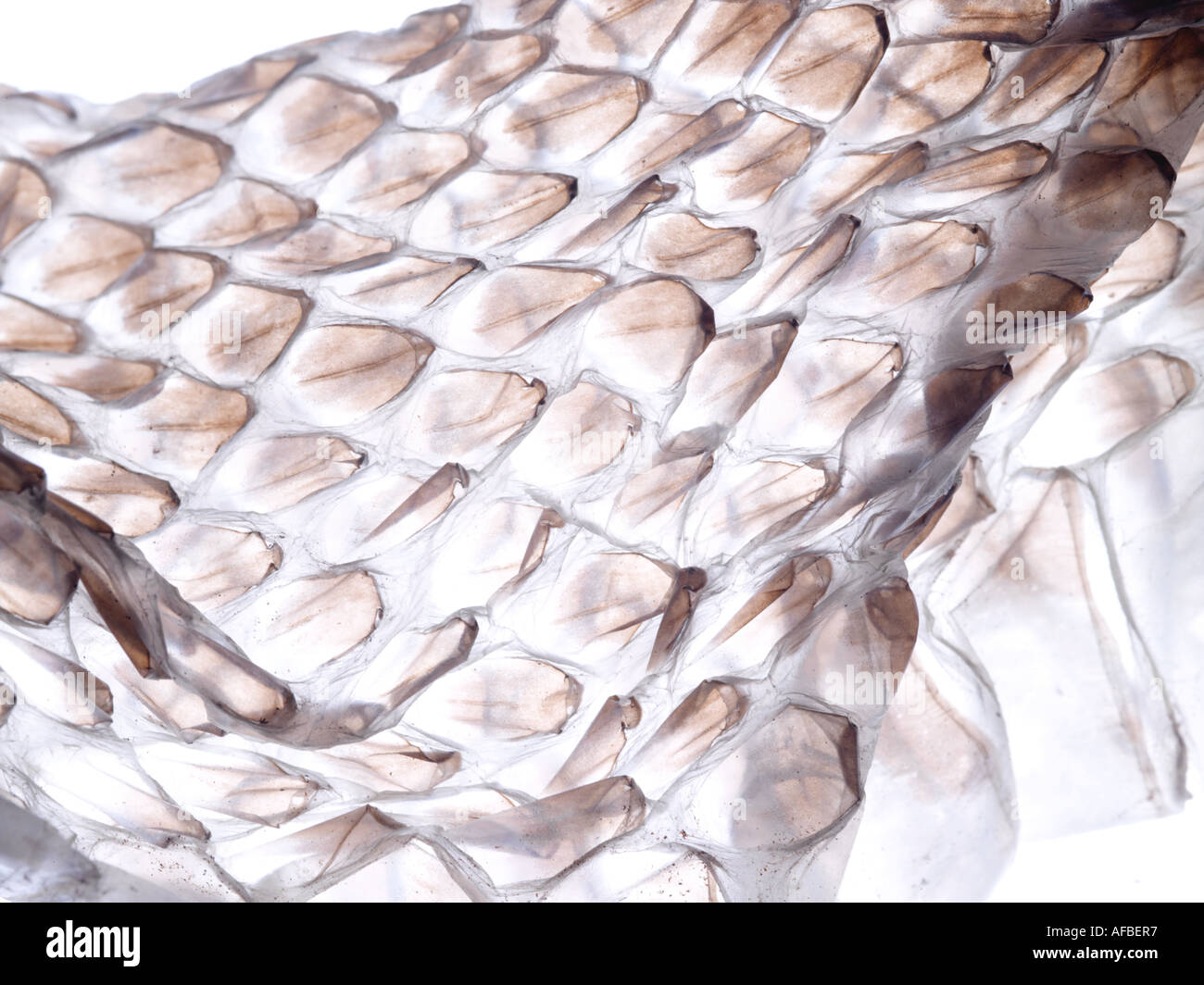 Skin revival hi-res stock photography and images - Alamy