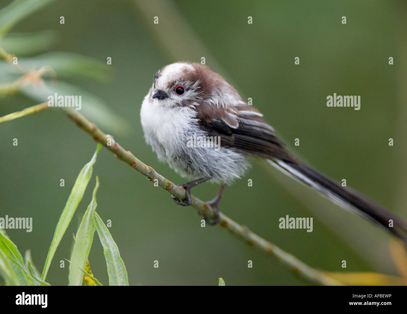 Juvenile Long-Tailed Tit (Aegithalos caudatus Stock Photo - Alamy