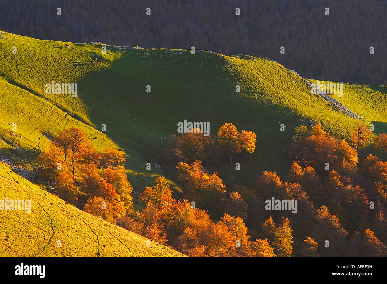 Bosque de irati hi-res stock photography and images - Alamy