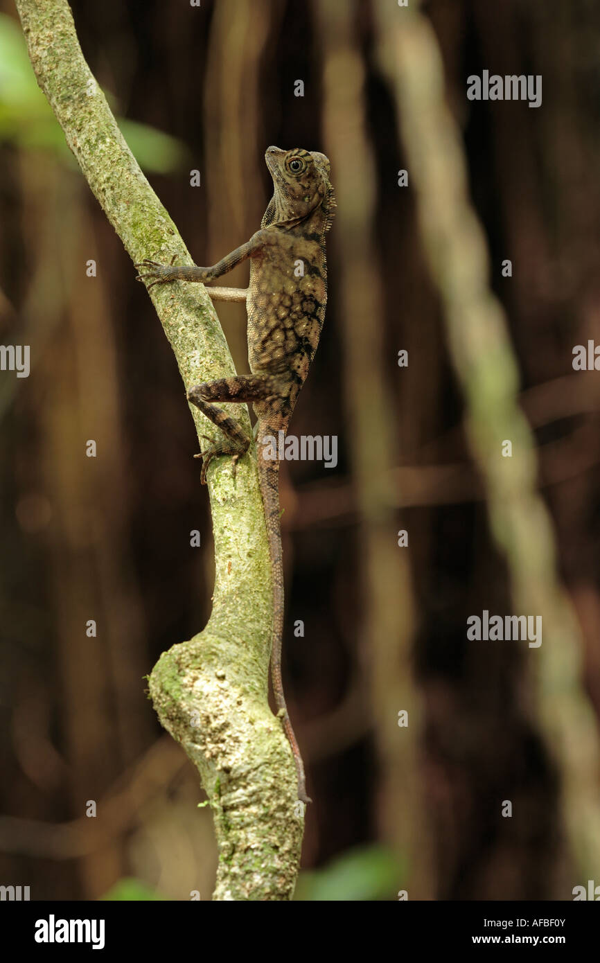 Borneo forest dragon lizard hi-res stock photography and images - Alamy