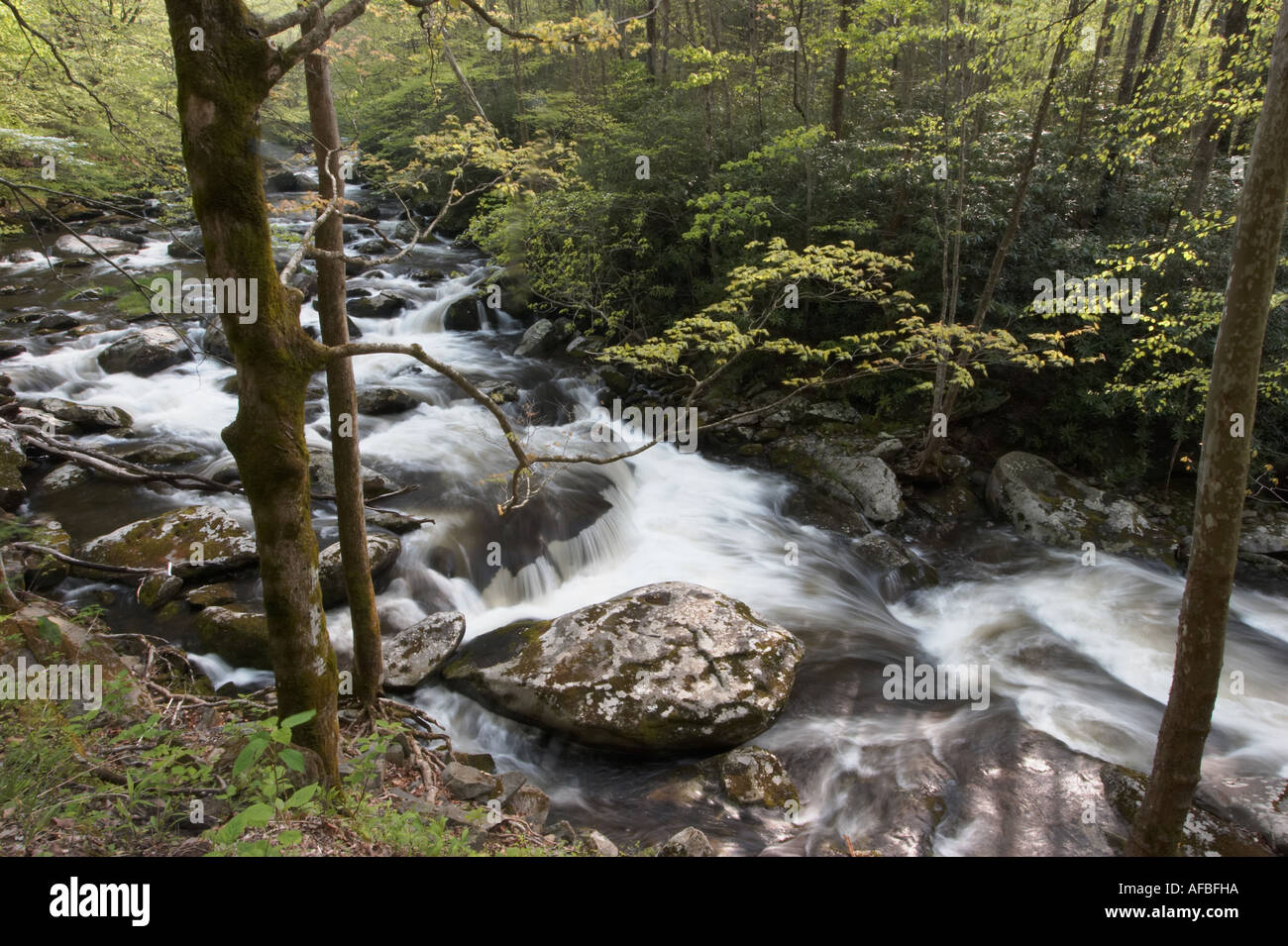 A spring stream in the Great Smoky Mountains National Park Stock Photo ...
