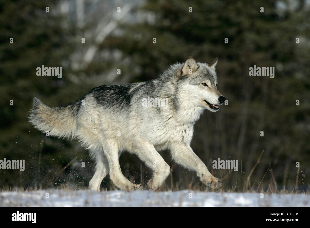 Grey wolf Canis lupus Stock Photo - Alamy