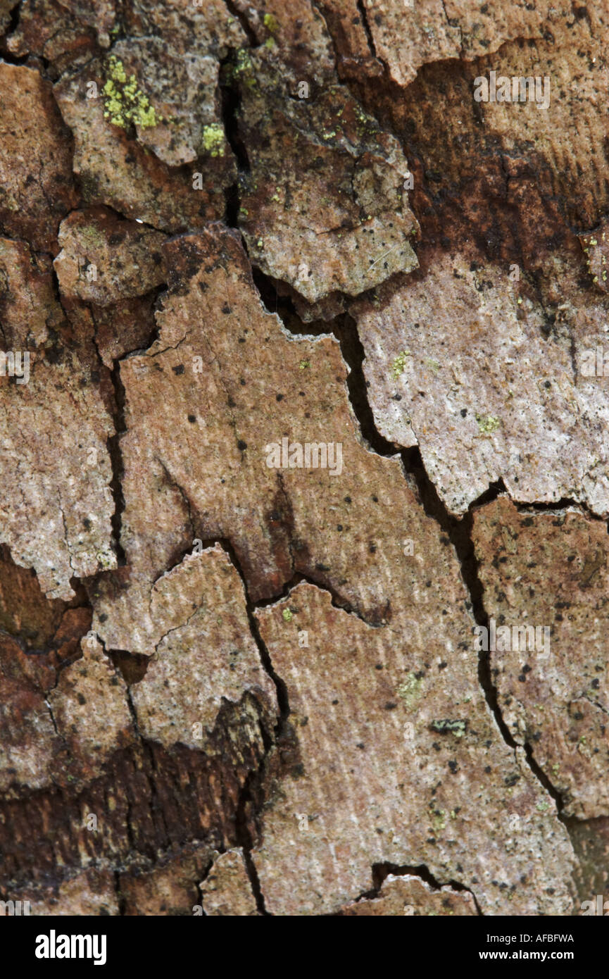 Textured tree bark Stock Photo - Alamy