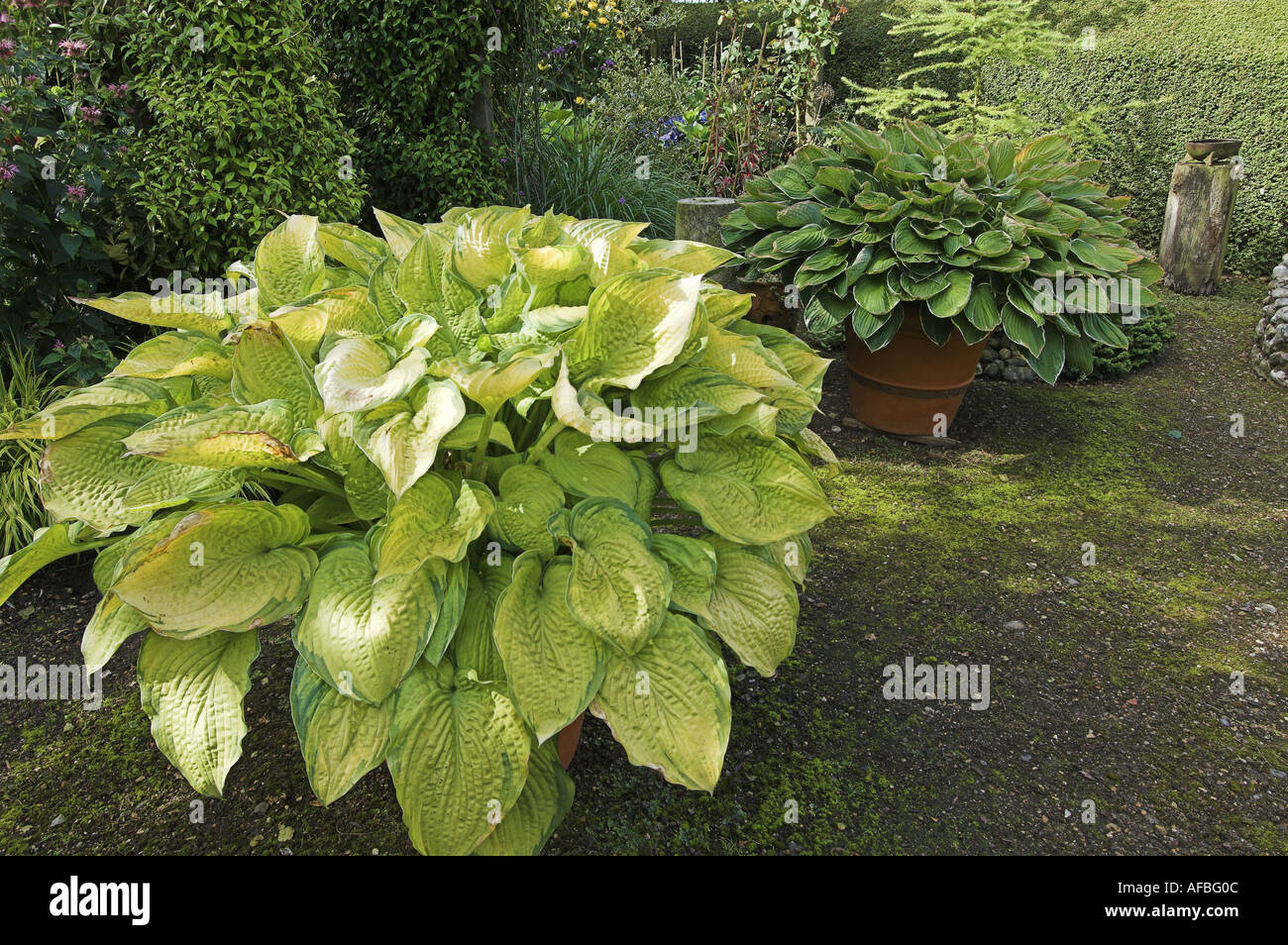 Container hostas pots hi-res stock photography and images - Alamy