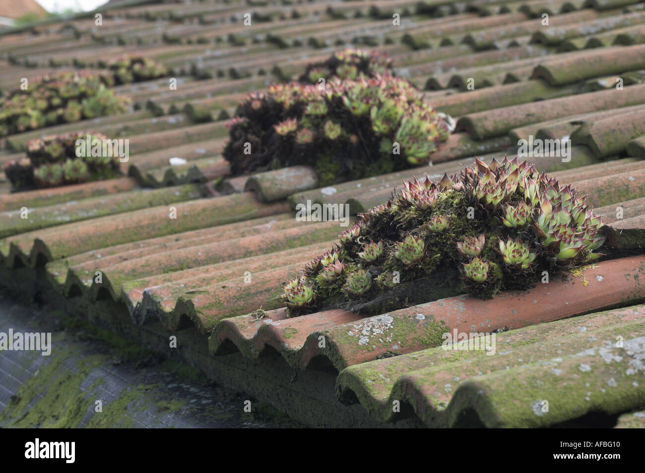 Houseleek on roof hi-res stock photography and images - Alamy