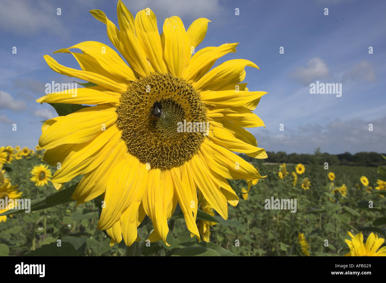 Sunflower with bumble bee UK Stock Photo - Alamy
