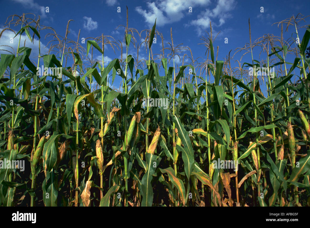 Ripe cornfields hi-res stock photography and images - Alamy