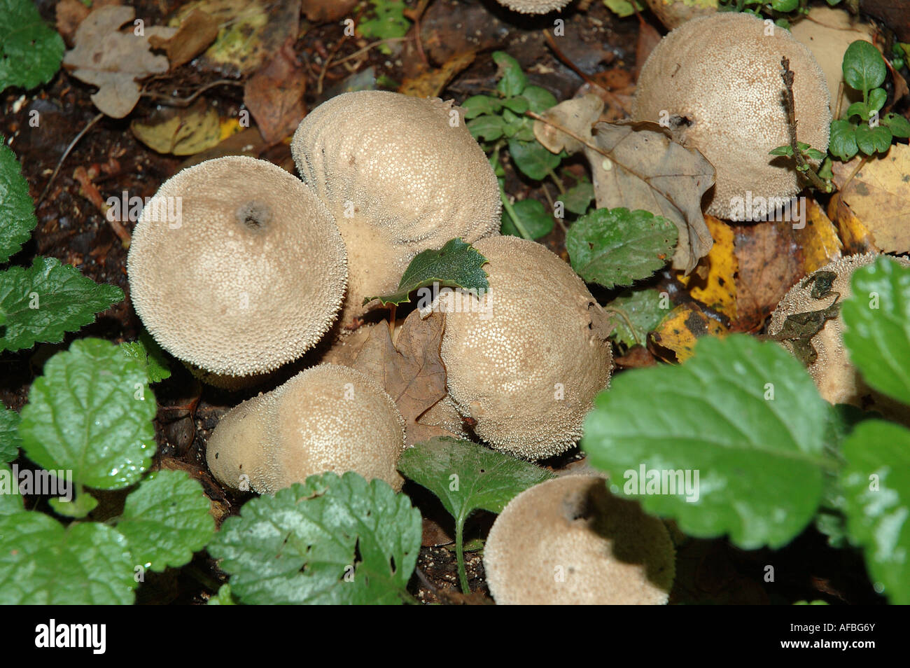 Stinking Puffball Fungi in Woodland in Norfolk UK Stock Photo - Alamy