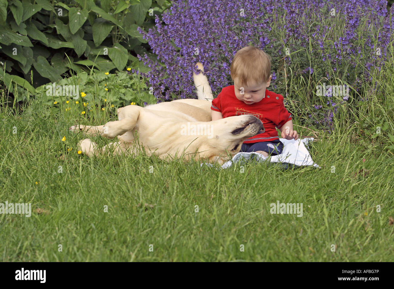 Labrador Retriever and boy on meadow Stock Photo - Alamy