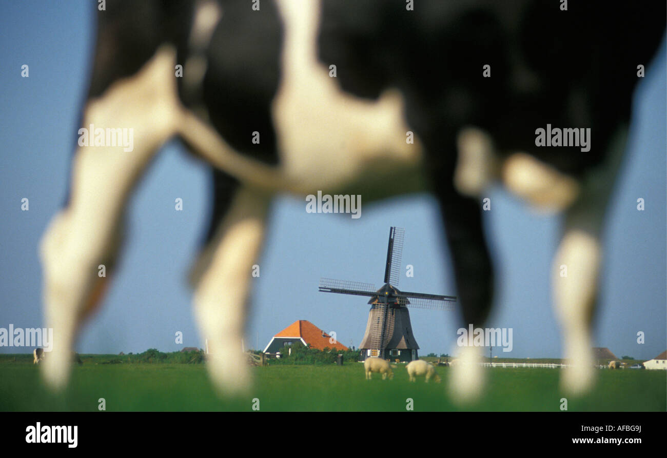 Netherlands Petten cow standing on grass with windmill in background ...