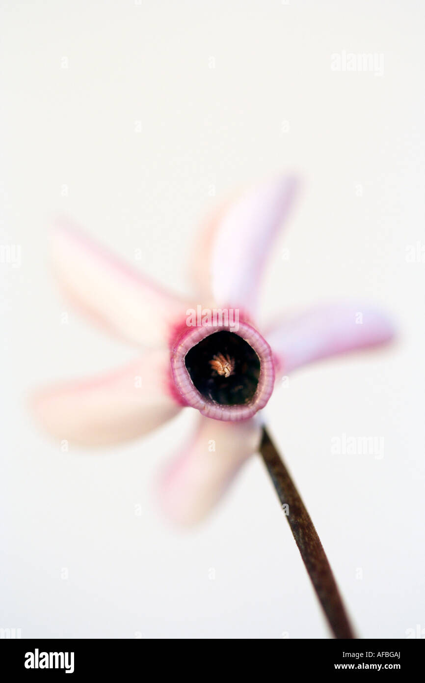 Pink flowers blooming houseplant Cut Out Stock Images & Pictures - Alamy