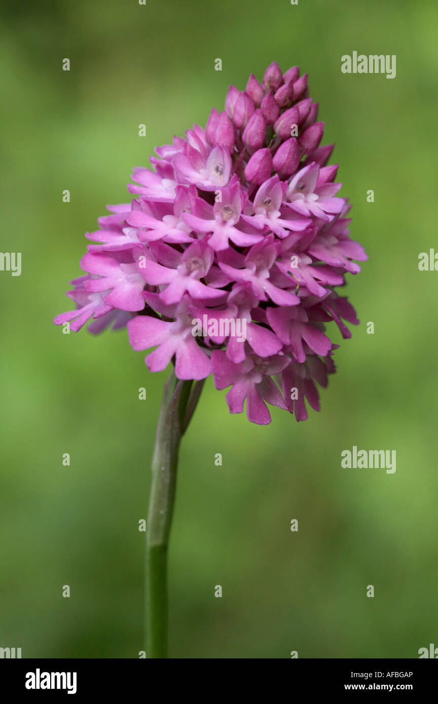 Flower pyramid flower pyramid hi-res stock photography and images - Alamy