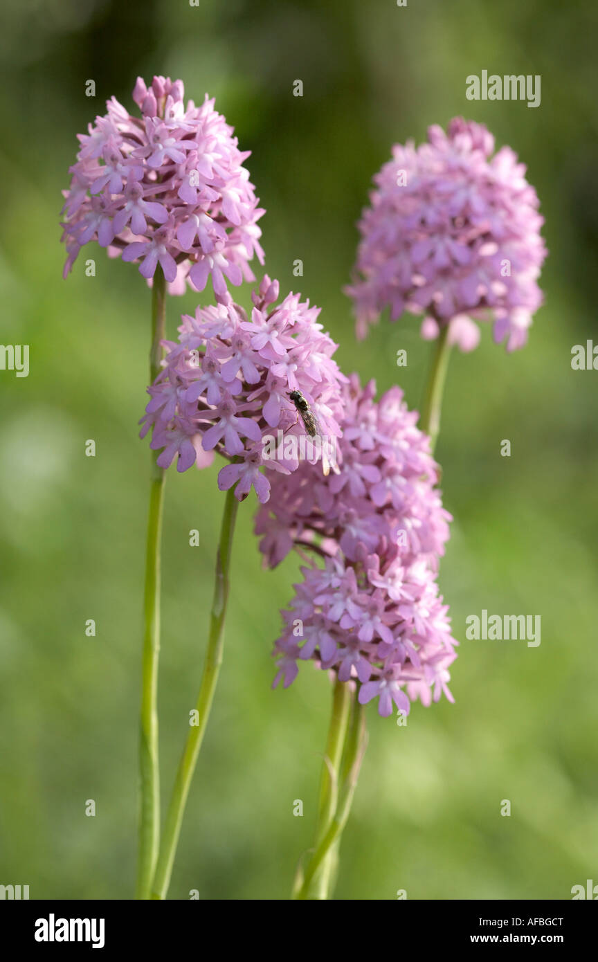 Pyramid Orchid (Anacamptis pyramidalis Stock Photo - Alamy