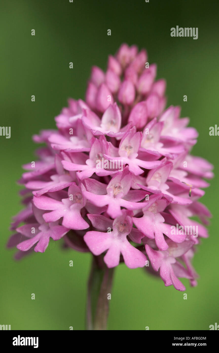 Pyramid Orchid (Anacamptis pyramidalis Stock Photo - Alamy