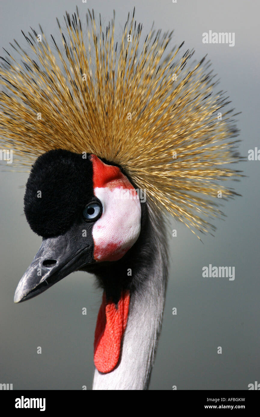Black Crowned Crane Stock Photo - Alamy