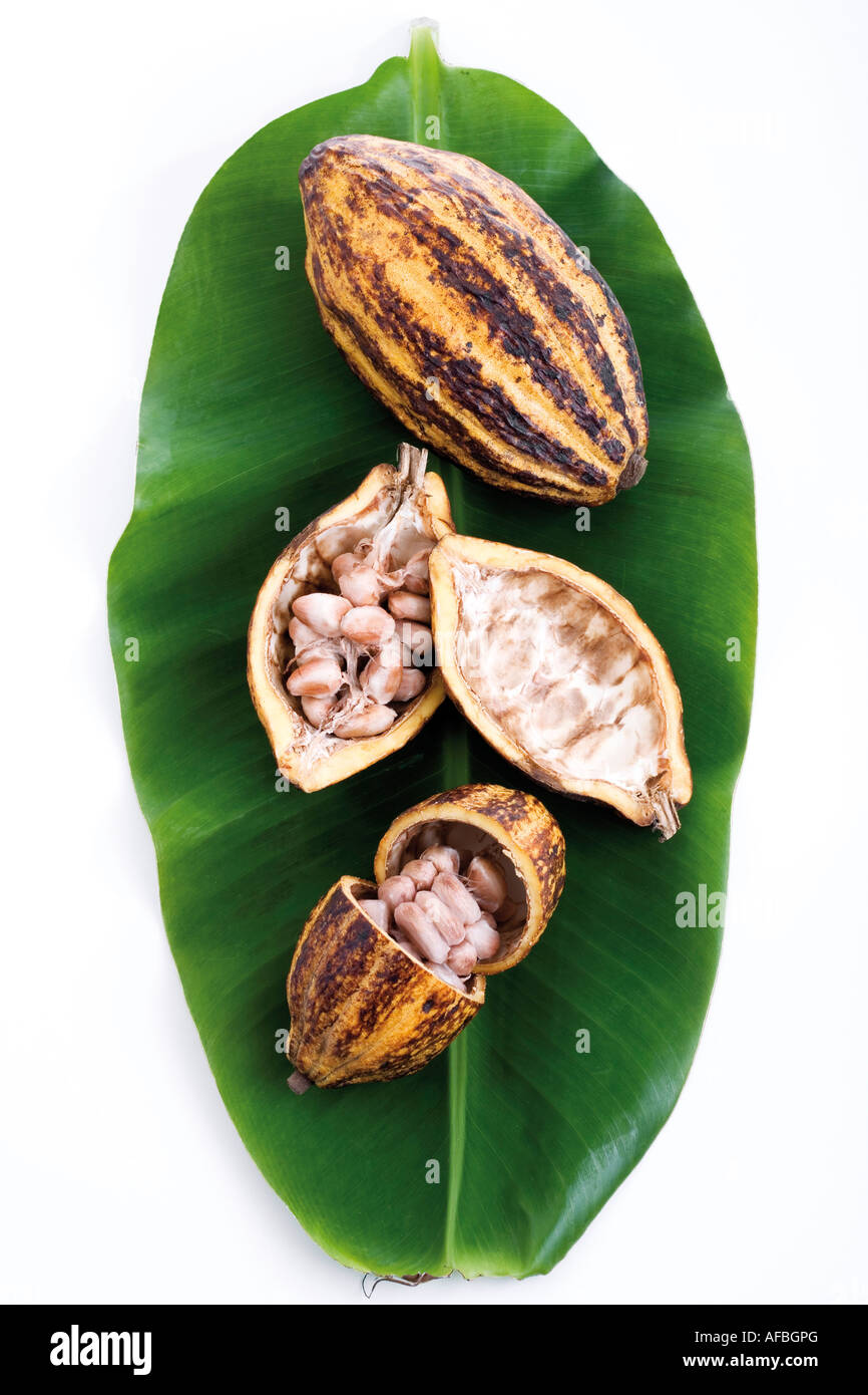 Cacao plant, husk and beans on leaf, elevated view Stock Photo - Alamy