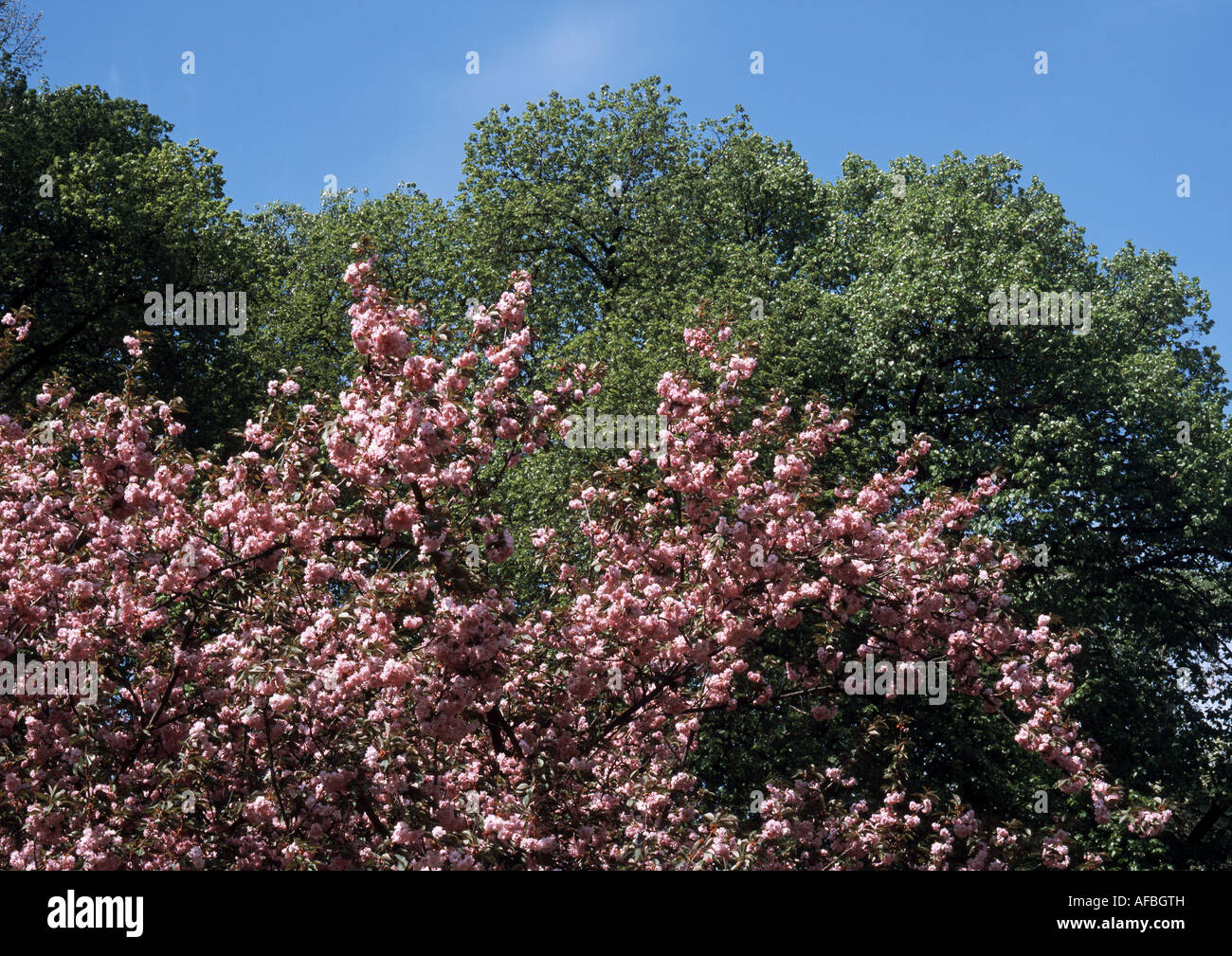 Colours of the springtime Stock Photo - Alamy