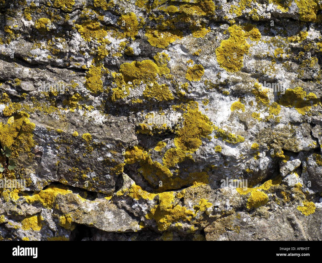 Stone wall with Lichen Stock Photo - Alamy
