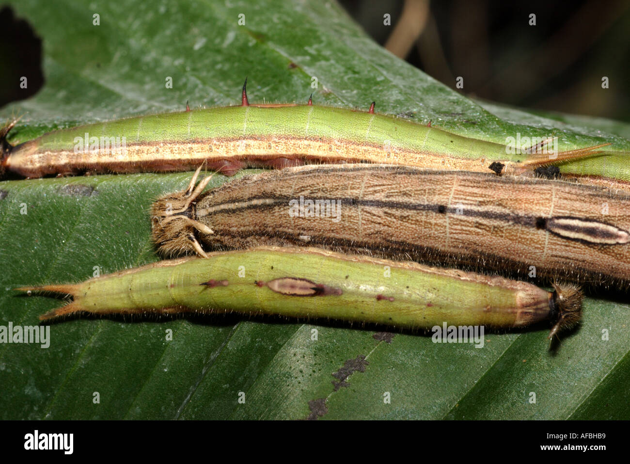 Exotic moth and butterfly caterpillars Stock Photo - Alamy