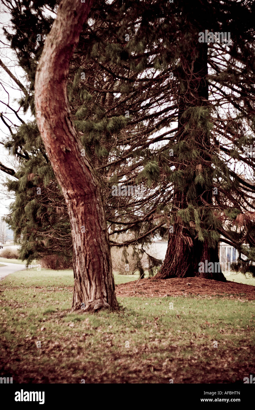 Trees in meadow Stock Photo - Alamy