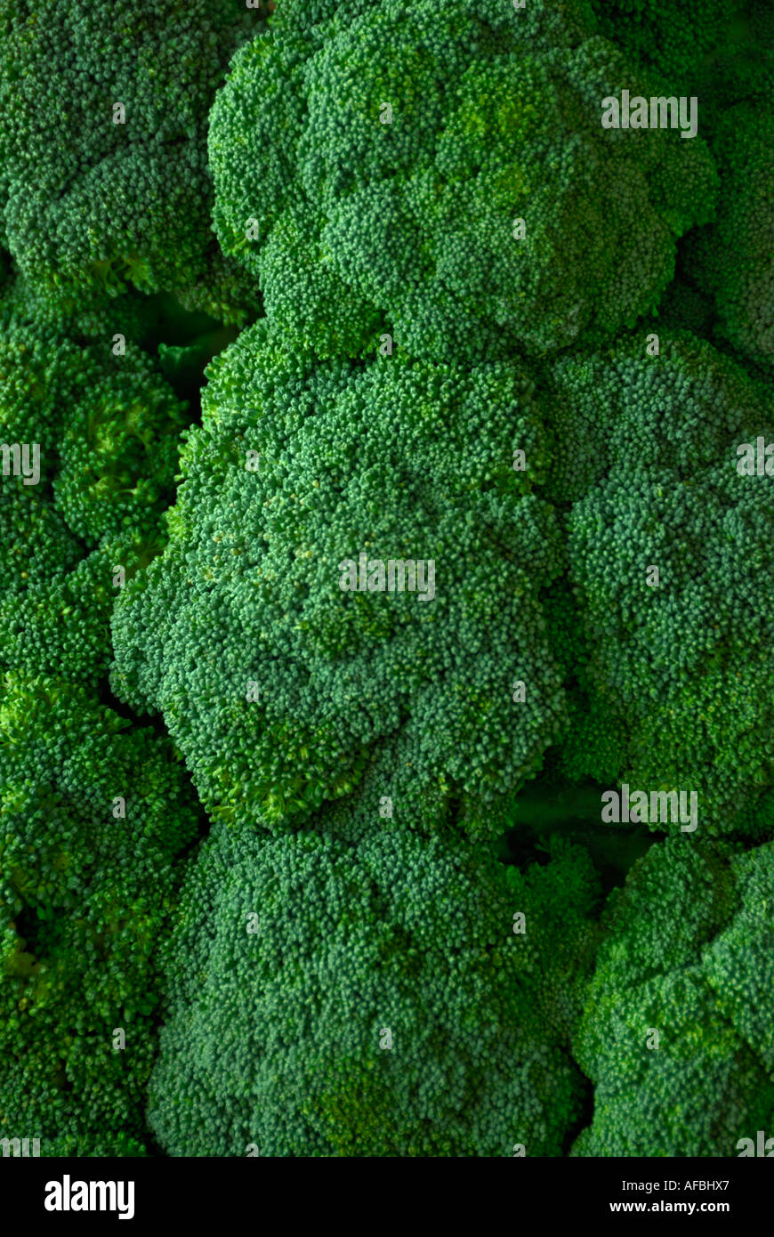 rows of brocoli Stock Photo - Alamy