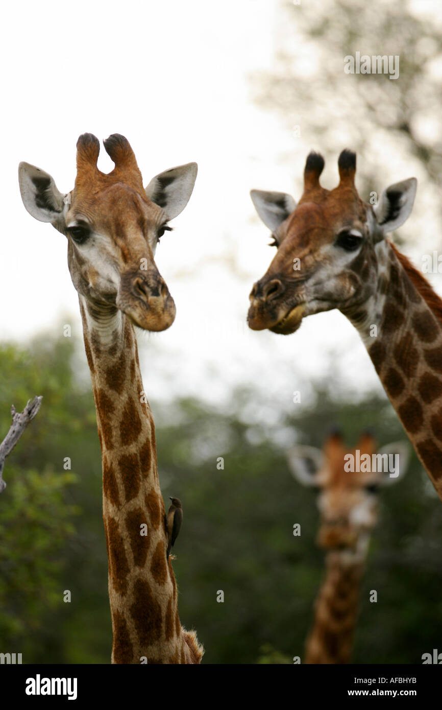 Three giraffes heads hi-res stock photography and images - Alamy