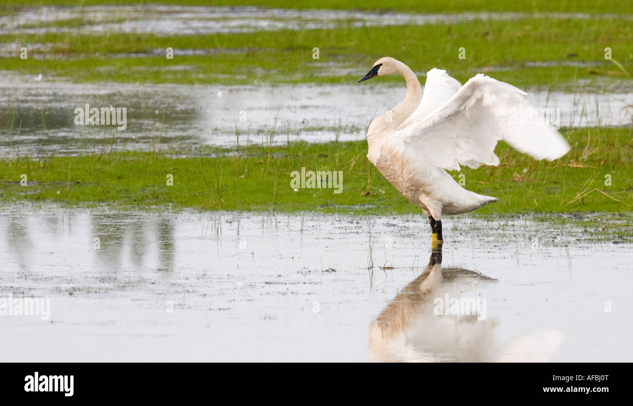 Trumpeter Swan stretching its wings Stock Photo - Alamy
