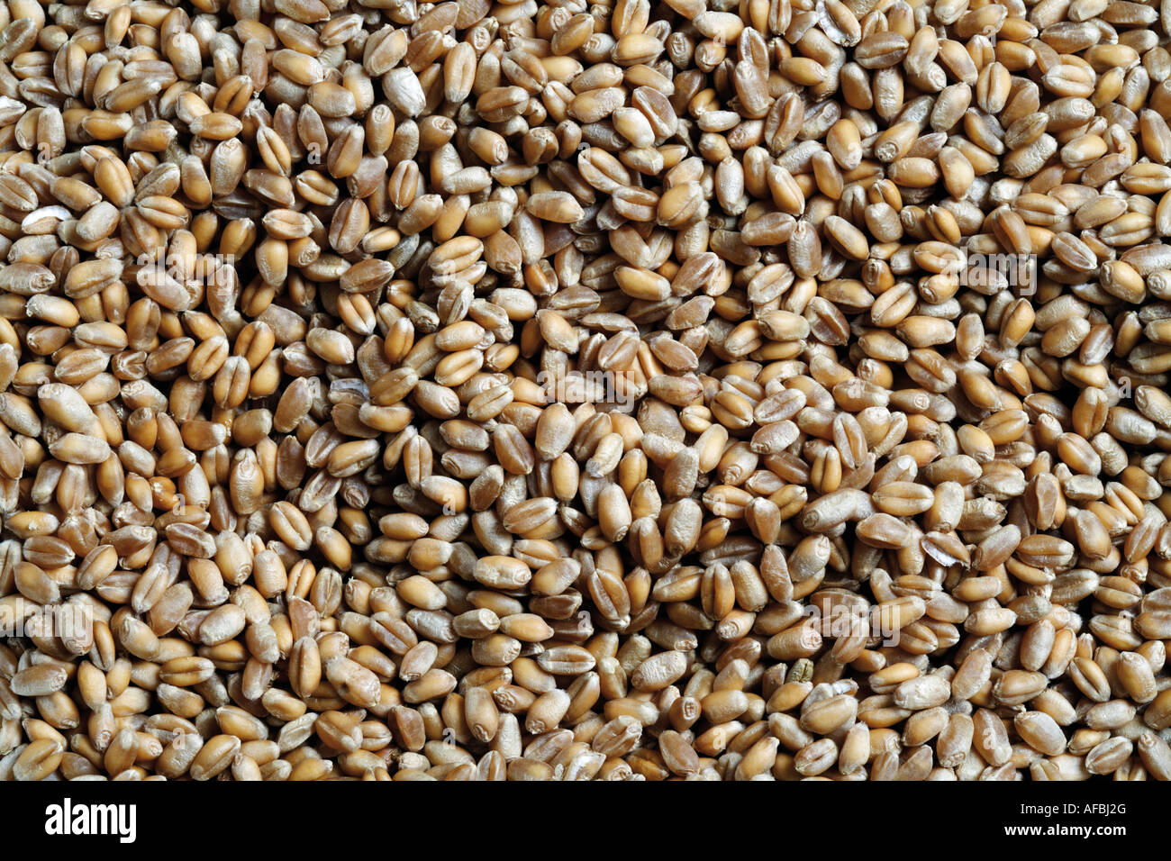 Wheat grains, close-up Stock Photo - Alamy