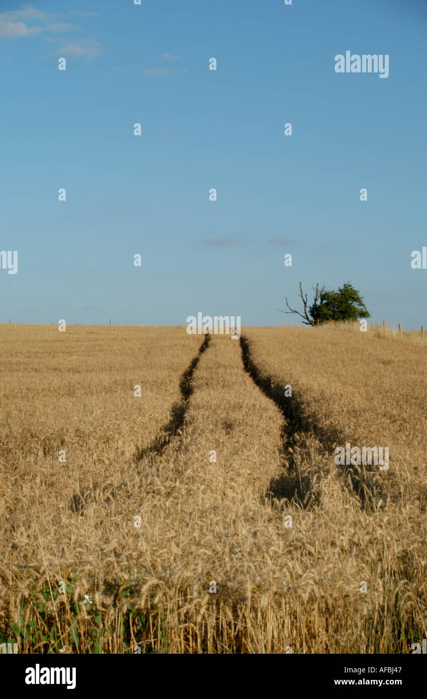 French Cornfield High Resolution Stock Photography and Images - Alamy
