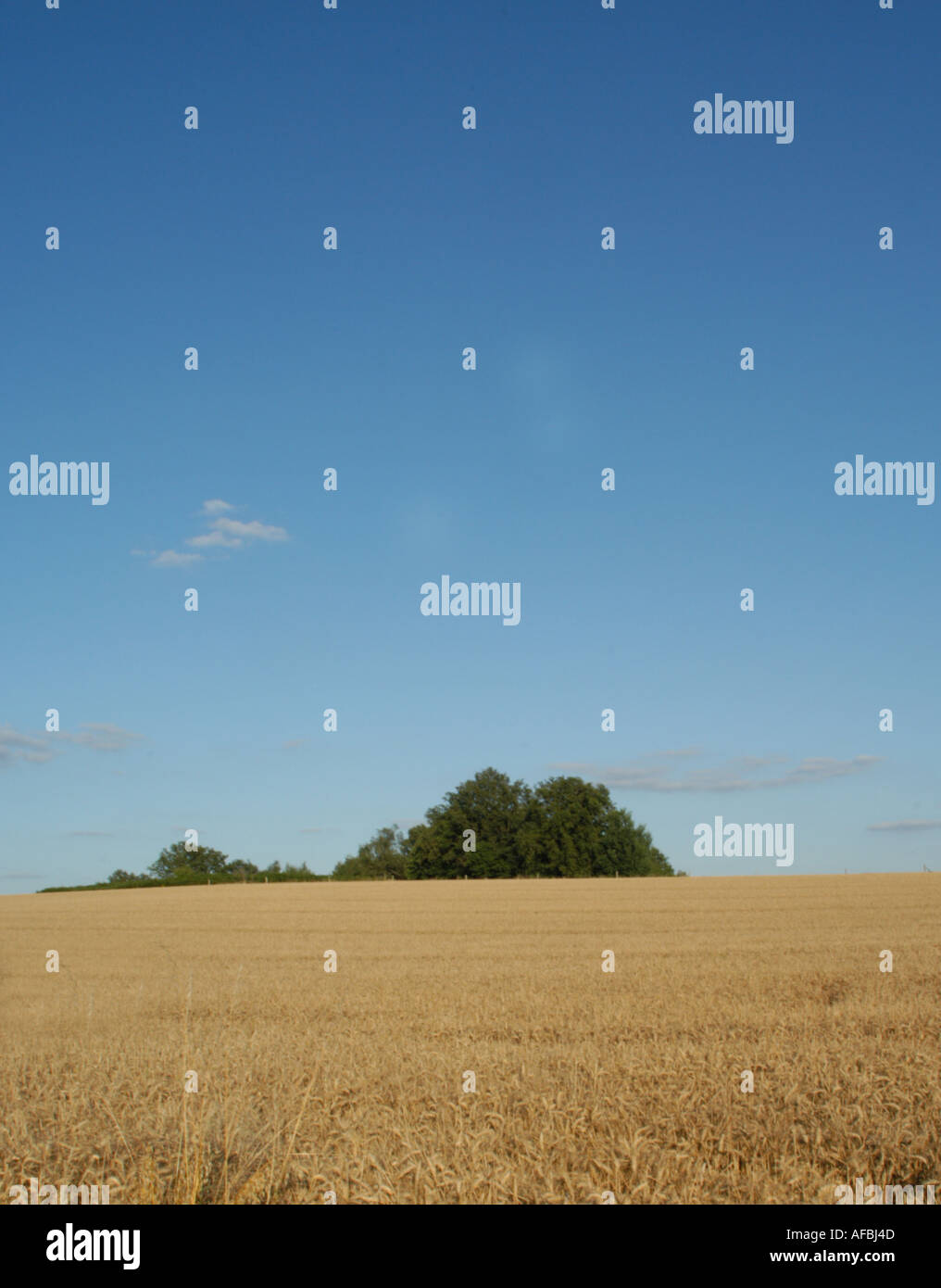 French cornfield hi-res stock photography and images - Alamy