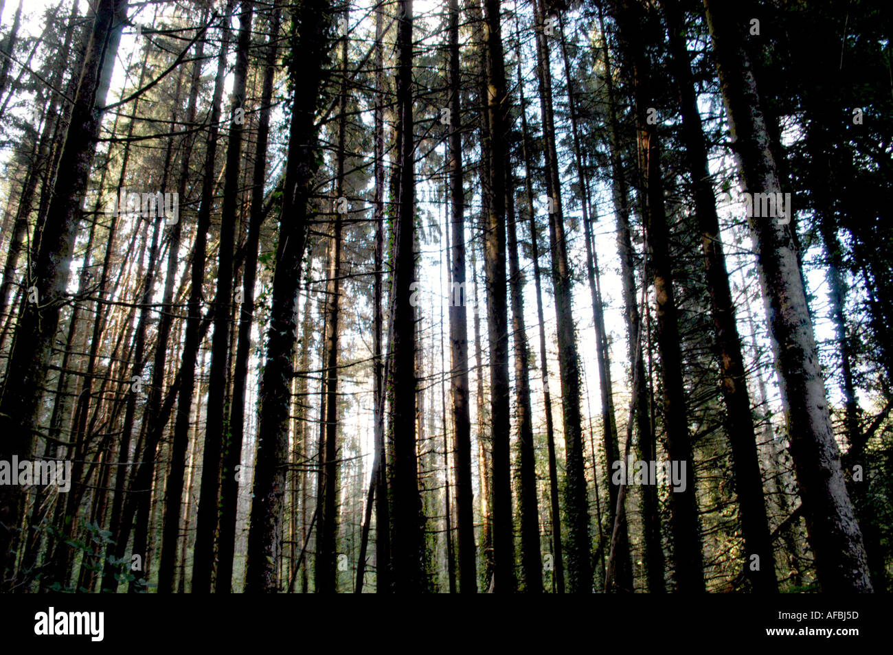 Copppice hi-res stock photography and images - Alamy