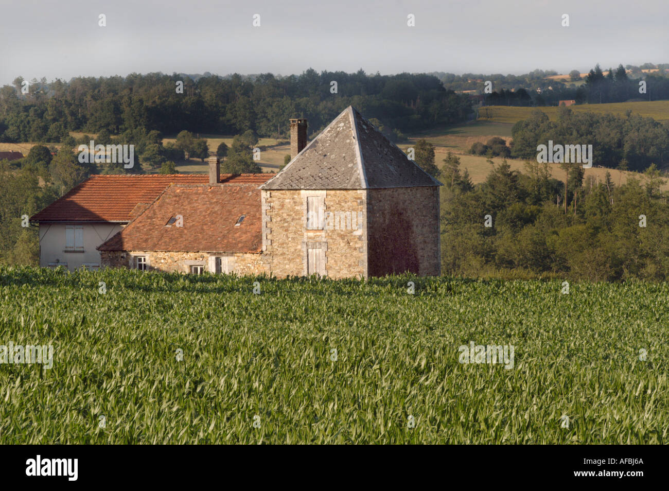 french maize cereal field with old building in the dordogne france ...