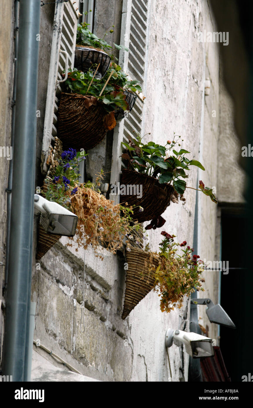 Hanging basket plants flowers hi-res stock photography and images - Alamy