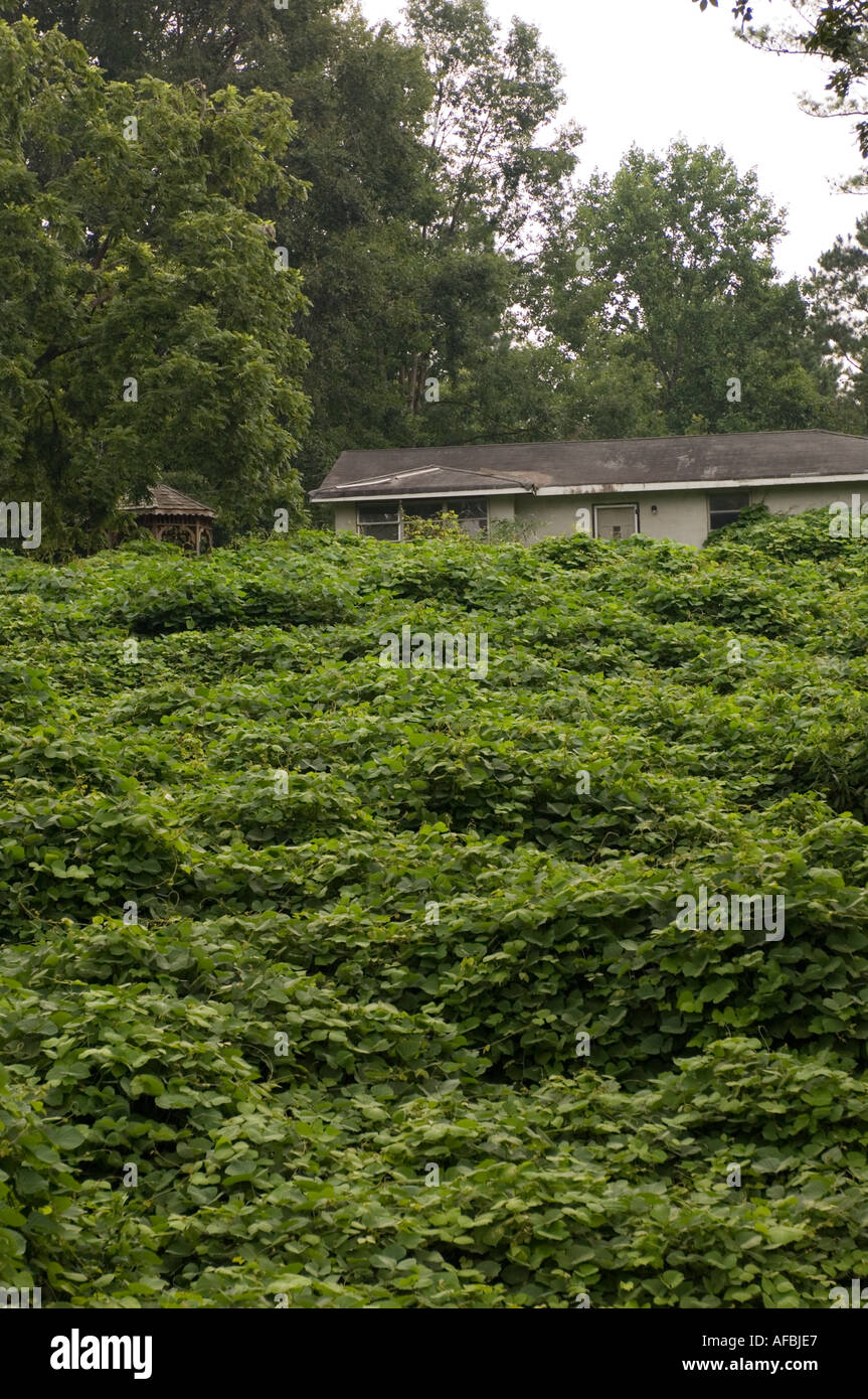Kudzu growth hi-res stock photography and images - Alamy