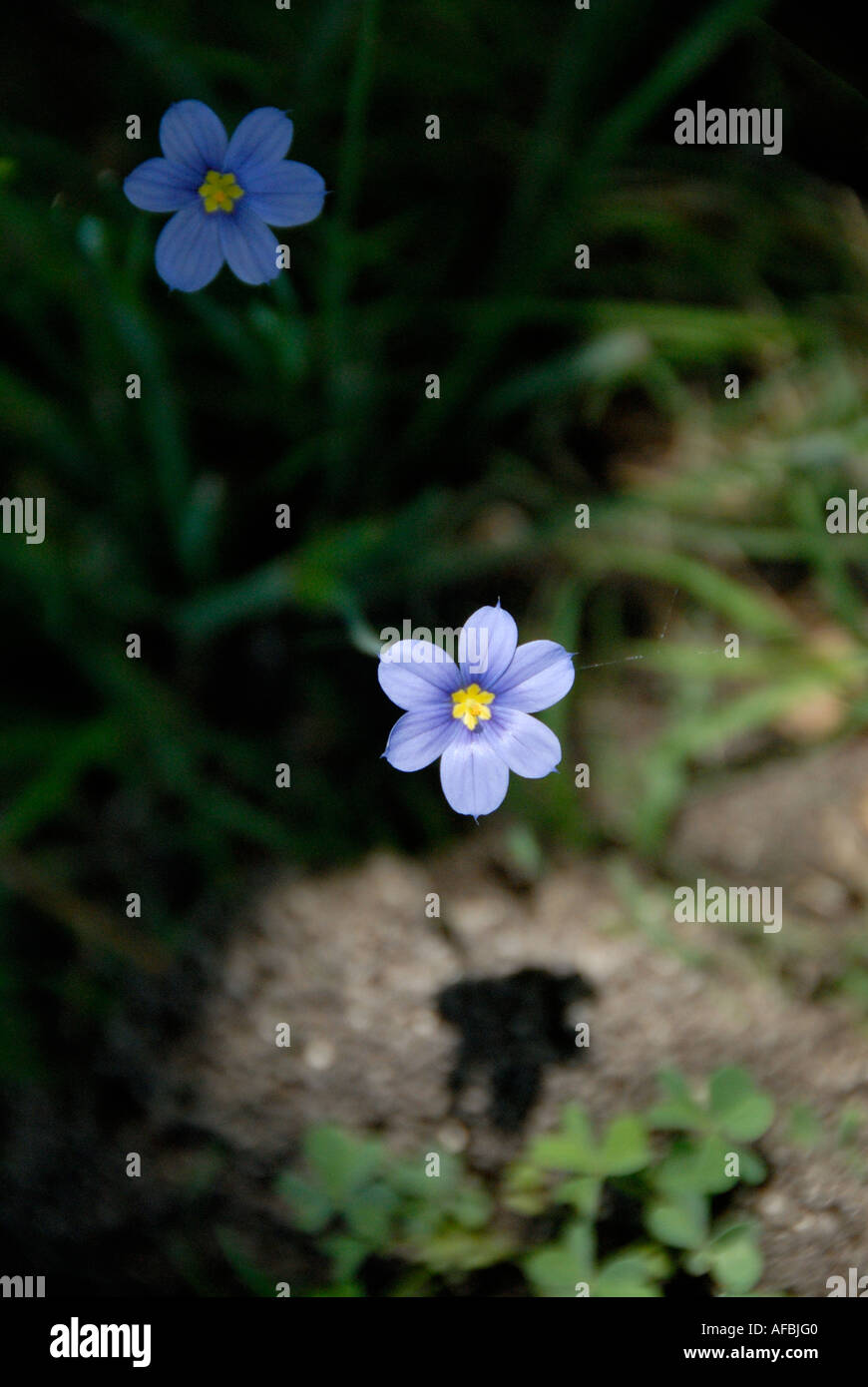 Two identical flowers hi-res stock photography and images - Alamy
