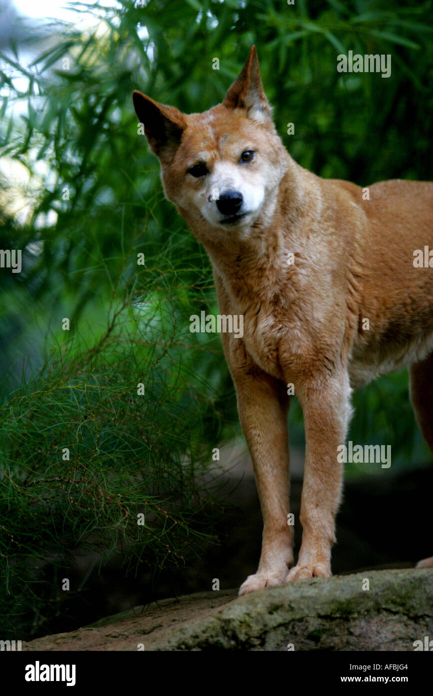 Dingo rock hi-res stock photography and images - Alamy