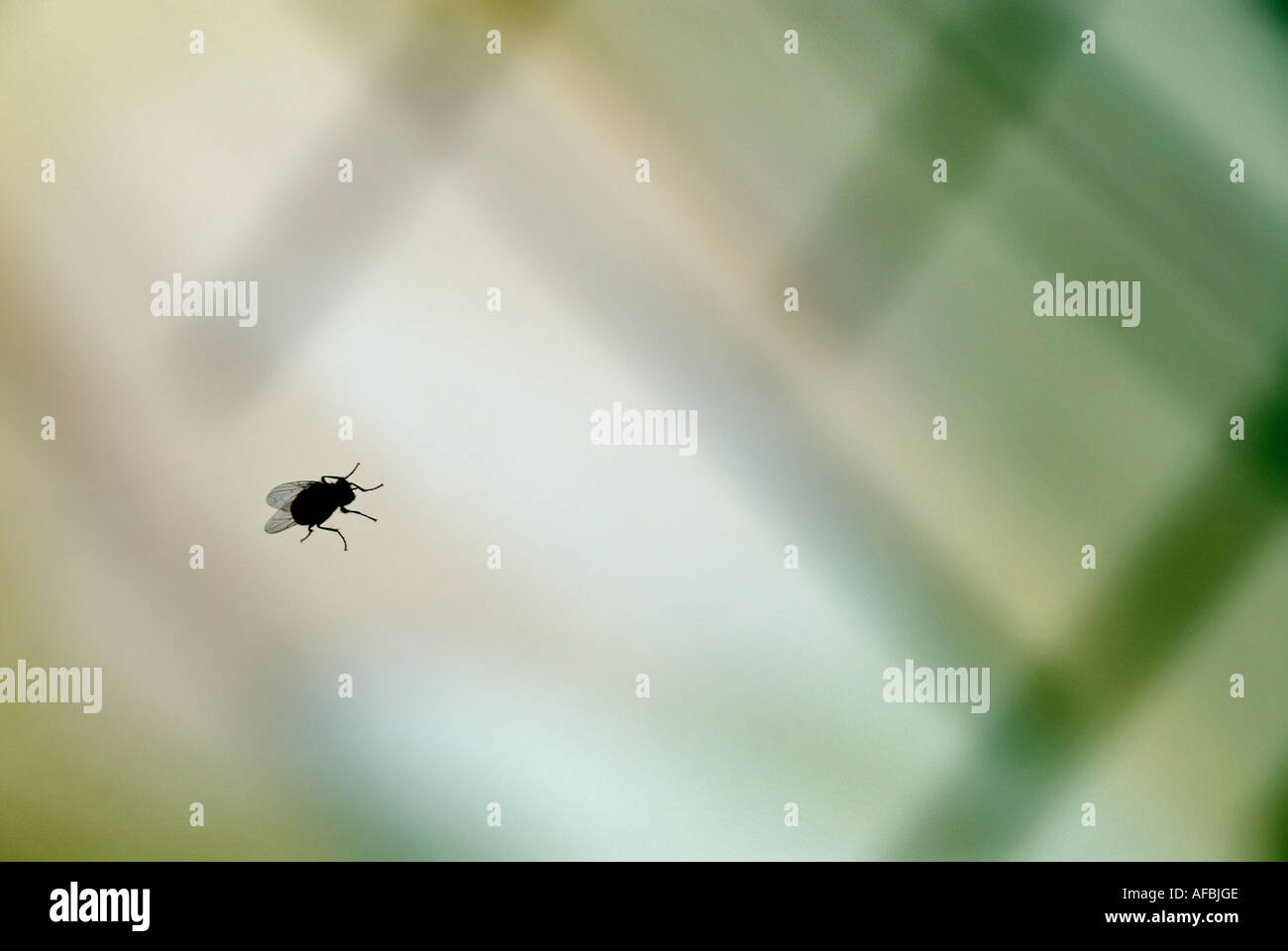 Fly on the wall hi-res stock photography and images - Alamy