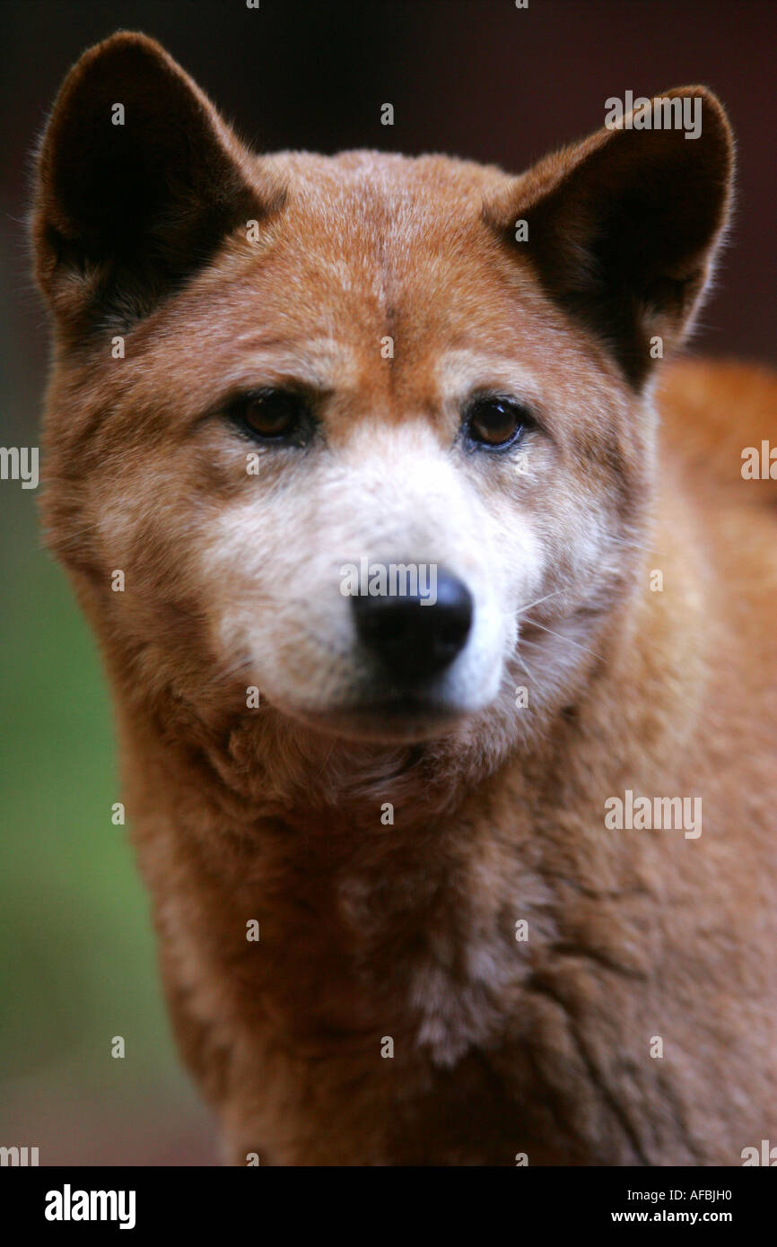 Dingo dog face hi-res stock photography and images - Alamy