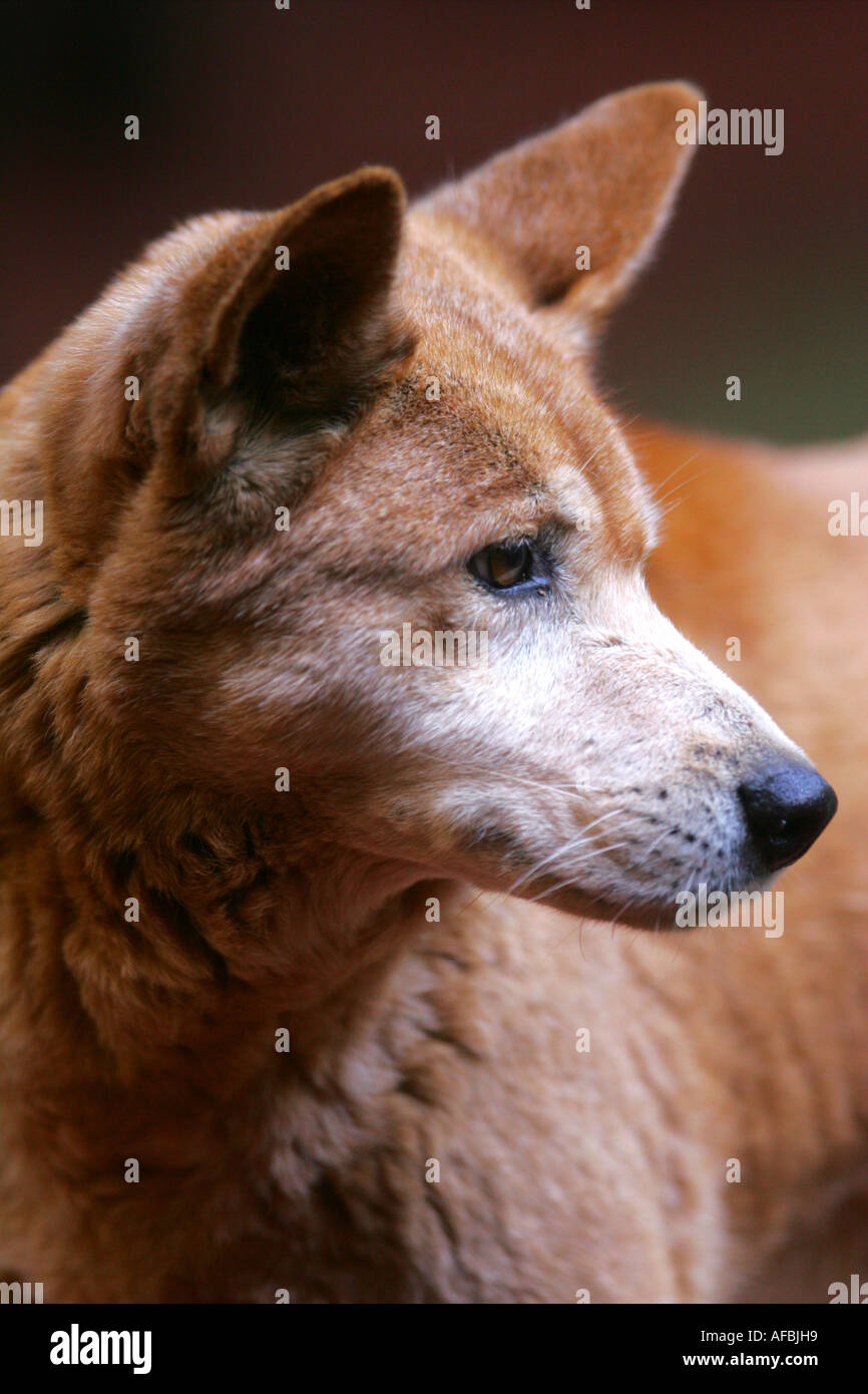 Dingo dog face hi-res stock photography and images - Alamy