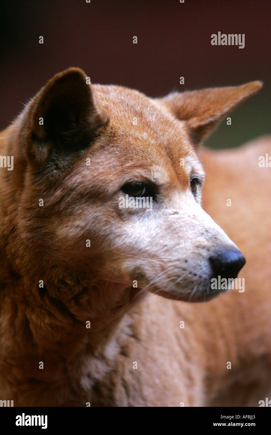 Dingo dog face hi-res stock photography and images - Alamy