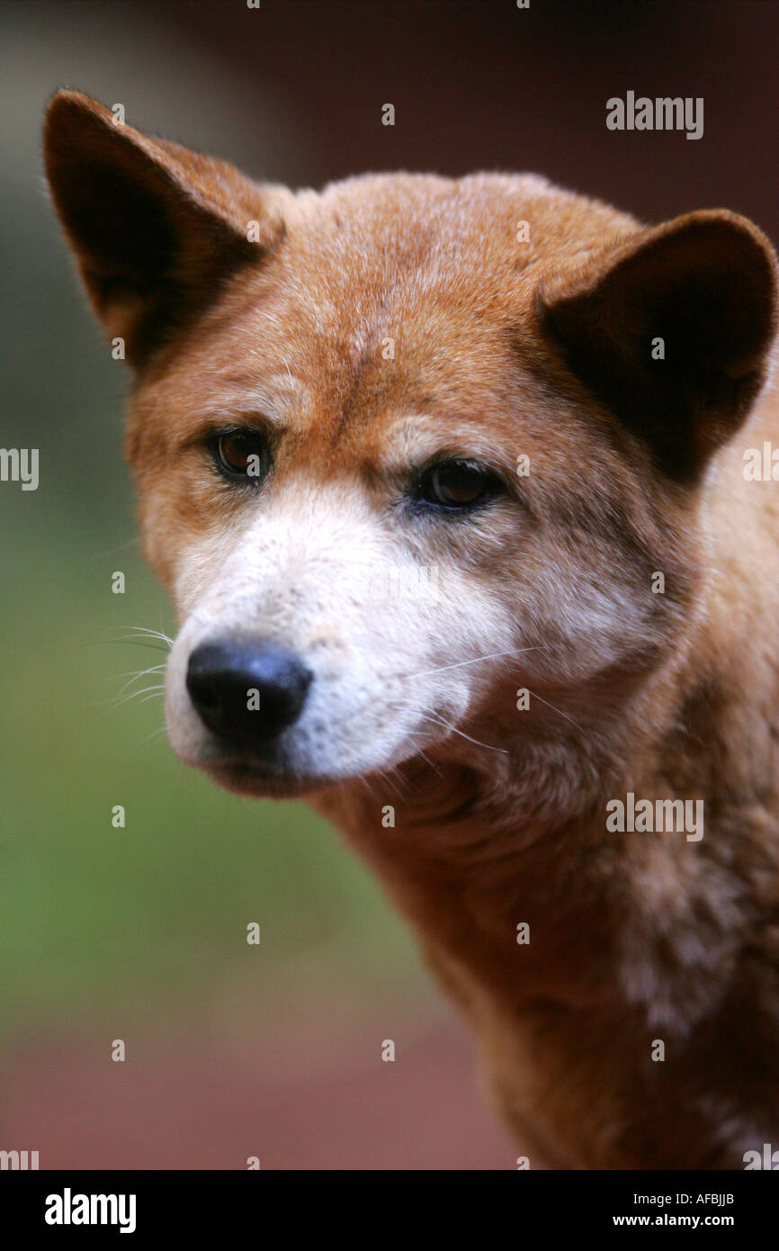 Dingo dog face hi-res stock photography and images - Alamy