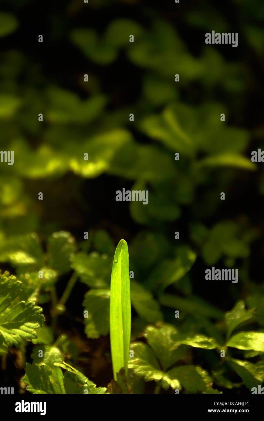 Single grass blade Stock Photo - Alamy