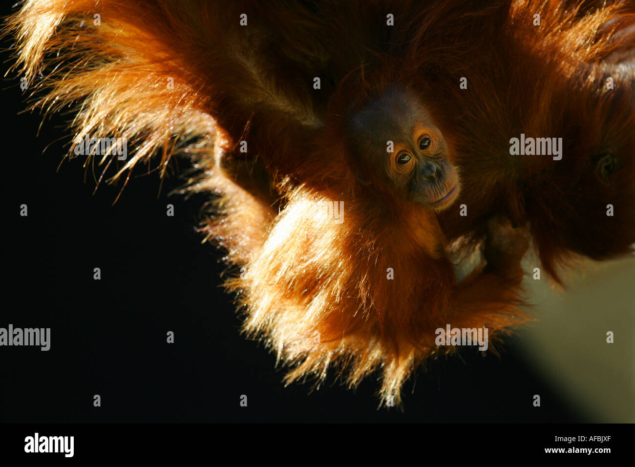 Orangoutangs hi-res stock photography and images - Alamy