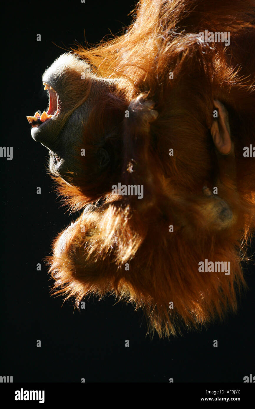 Orangoutangs hi-res stock photography and images - Alamy