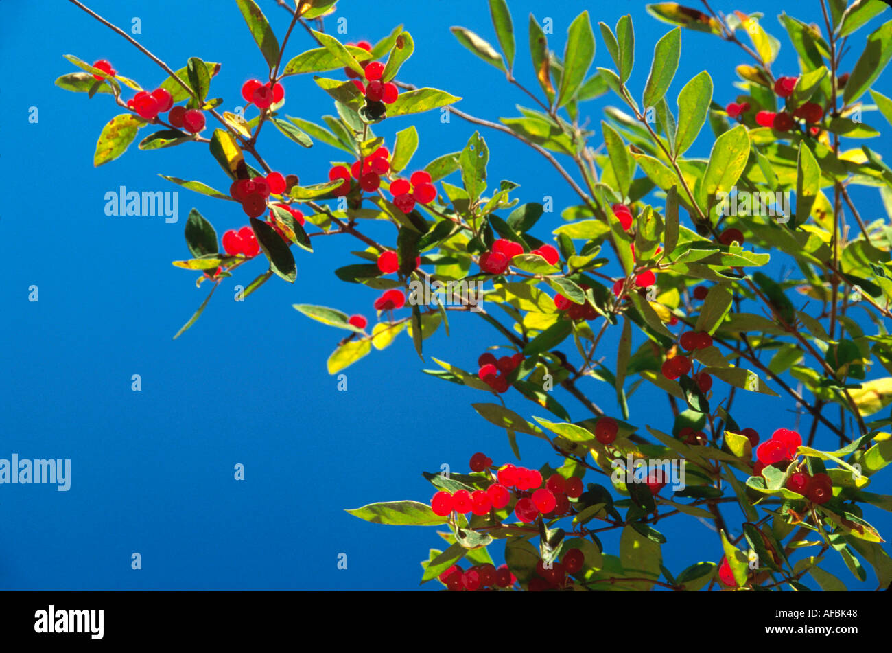 Cape cod national sea watershore hi-res stock photography and images ...